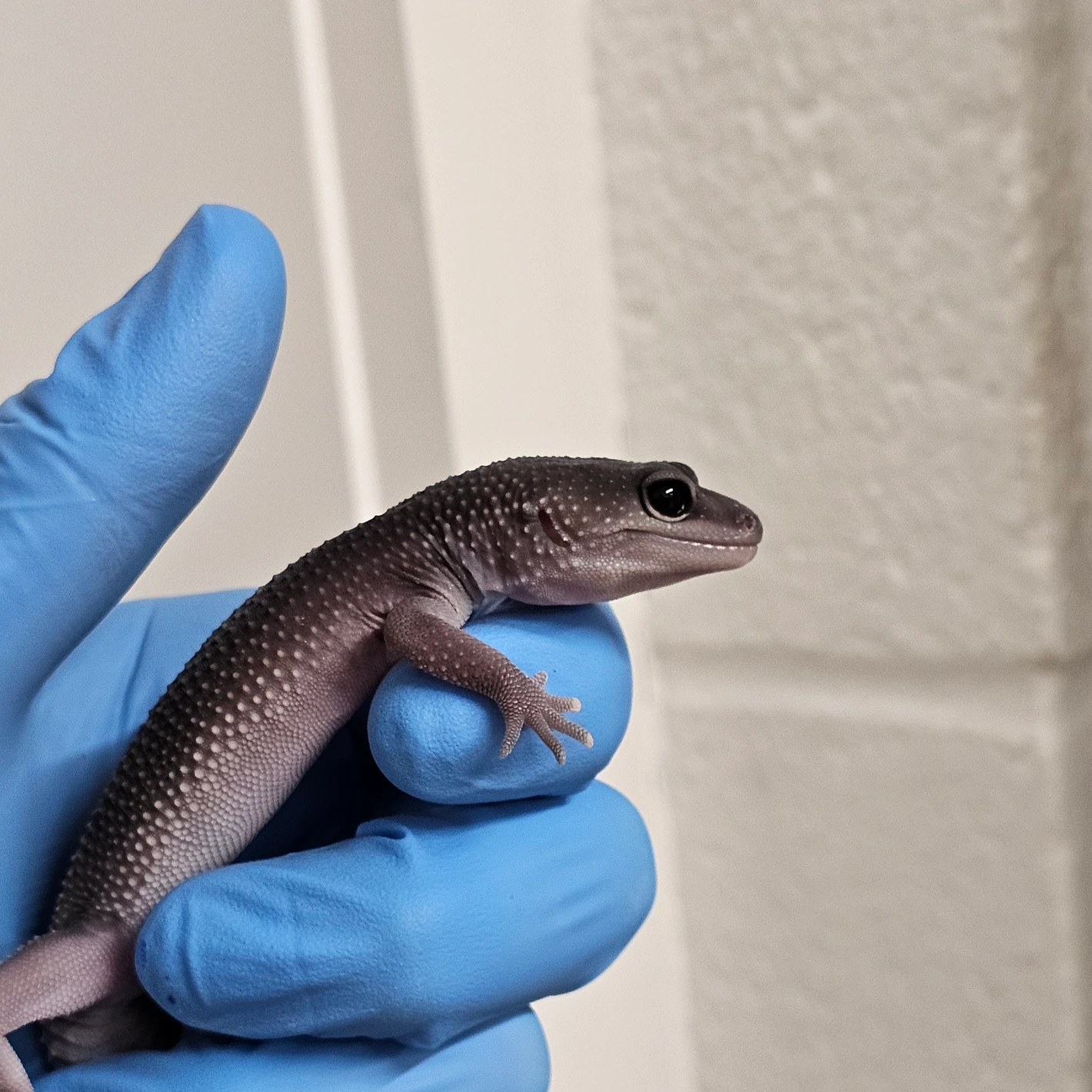 Ultra High Black Black Night BLIZZARD SNOW. Small % Hyper Xanthic Pos ...