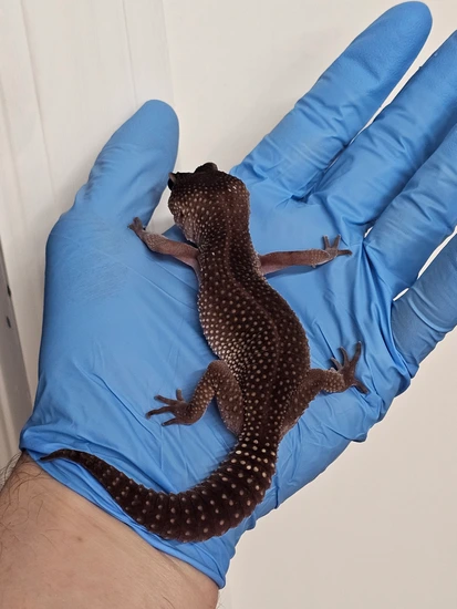 Black Night Blizzard Mack Snow Hyper Xanthic Het Eclipse Leopard Gecko ...