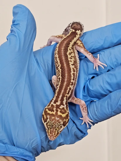 Bold Reverse Stripe Hyper Xanthic Snow Raptor Leopard Gecko by JMGreptile
