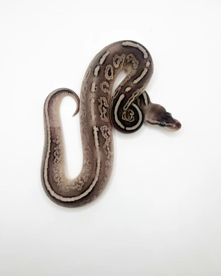 Pewter Lesser Yb Fader Ball Python by House Of Veranus