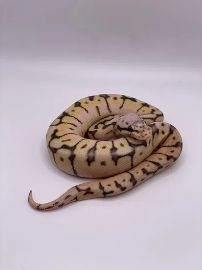 Killer Bee Ball Python by Dickson Royals