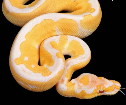 Grail, Dreamsicles, Lav Albino, Spiders Bundle Mix. Accept Reasonable ...