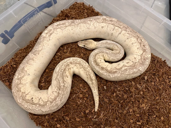 Kingpin Pastel Ball Python by Morph Combat