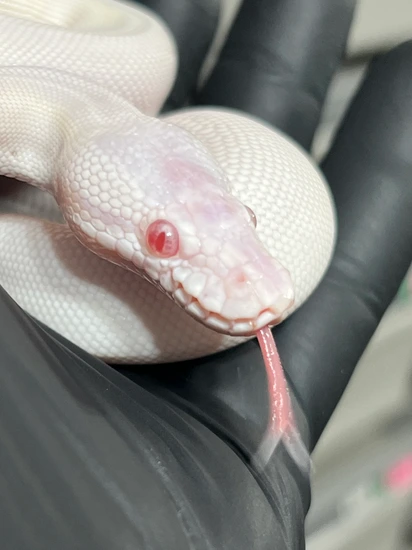 Cherry Bomb Ball Python by Odin Reptiles