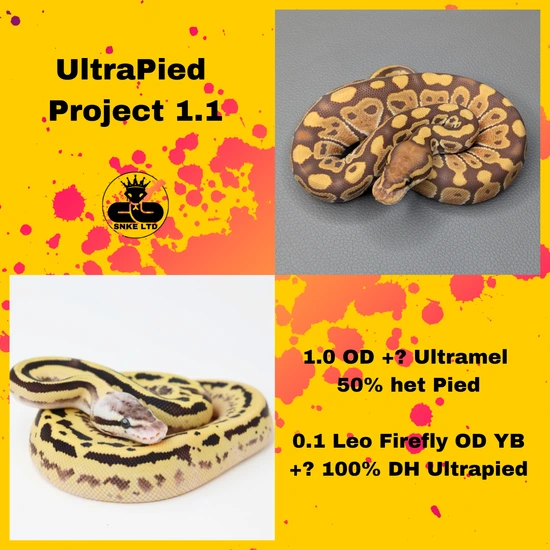 50% OFF 1.1 UltraPied Project Pair OD YB Leo Firefly+ Ball Python by ...