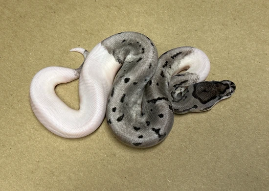 BP.24.071 - Axanthic (GCR) Pin Pied Ball Python by Gateway City Reptiles