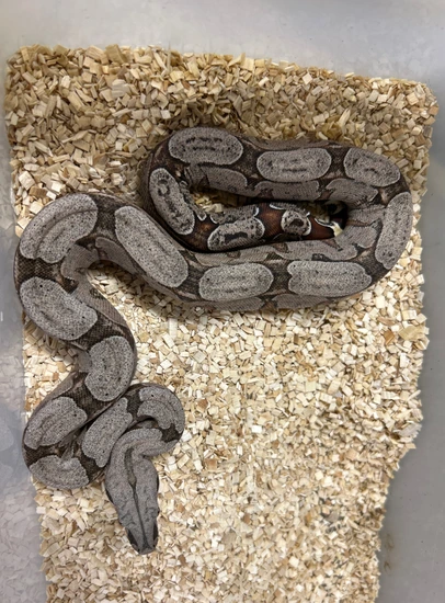 BCA.23.007 - Silverback Short-Tailed Boa Constrictor by Gateway City ...