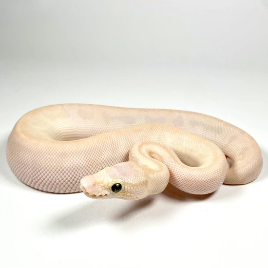 BEL (Special Lesser) Ball Python by Trinity Herps