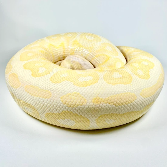 Cinnamon Albino - Proven Ball Python by Trinity Herps