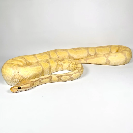 Banana Enchi Hypo Ball Python by Trinity Herps