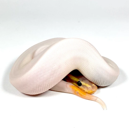 OD Banana Hypo Piebald Ball Python by Trinity Herps
