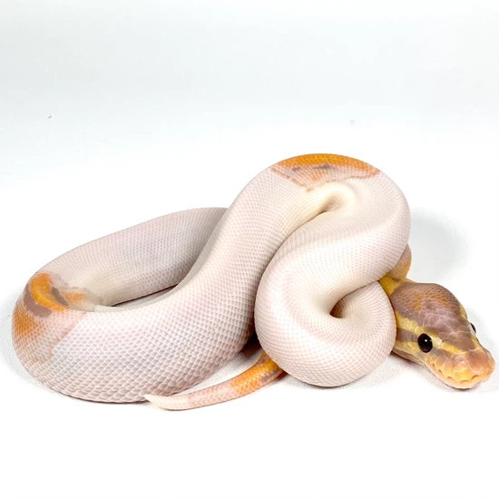 OD Banana Hypo Piebald Ball Python by Trinity Herps