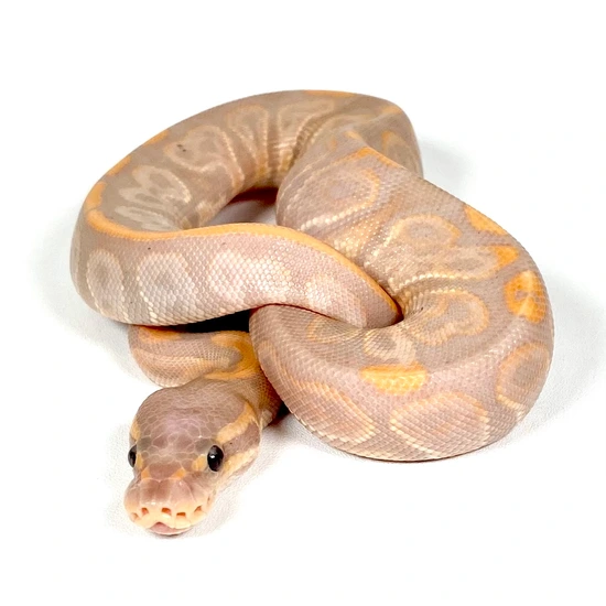 GHI BP Banana Het Orange Ghost Ball Python by Trinity Herps