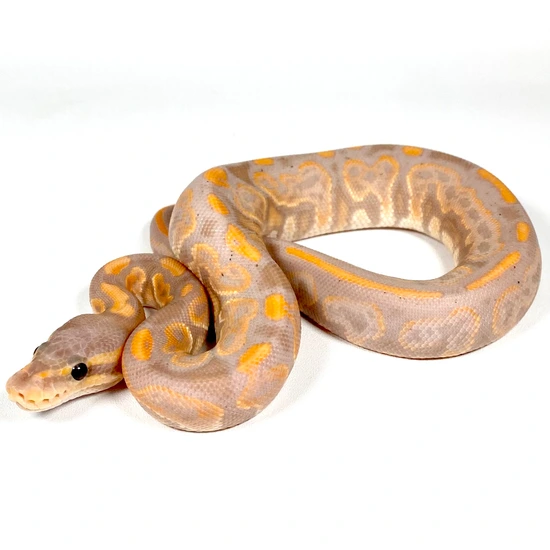GHI BP Banana Het Orange Ghost Ball Python by Trinity Herps
