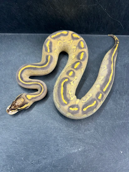 Highway Ball Python by Brotherly lovexotics