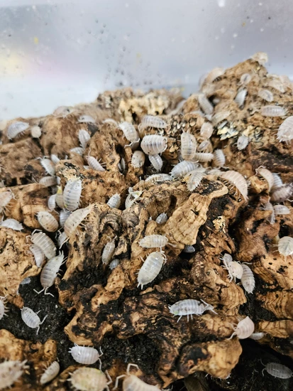 Sparkling White Large Isopods 30 Ct. by Jody's Dream Isopods