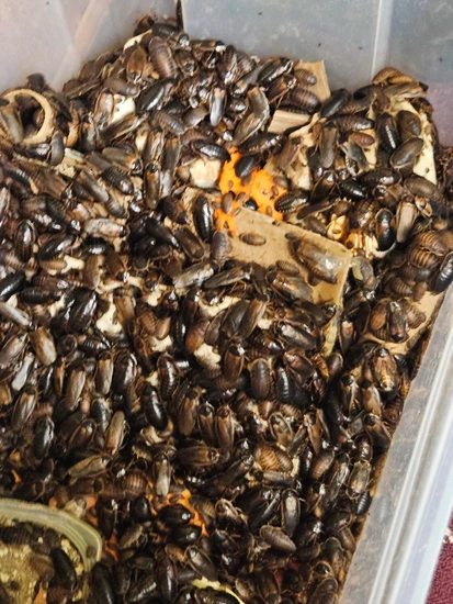 255+ Tiny Dubia Roaches 50.00 Cockroach by Jody's Dream Isopods