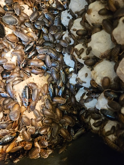 1000-2000 Dubia Roaches 100$$$Med/large Cockroach by Jody's Dream Isopods