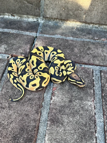 Orange Dream Desert Ghost Ball Python by Joe Ellis Reptiles