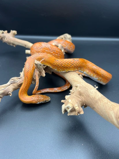 Sunkissed Diffused Tessera Het Charcoal Corn Snake by Rascal Reptiles