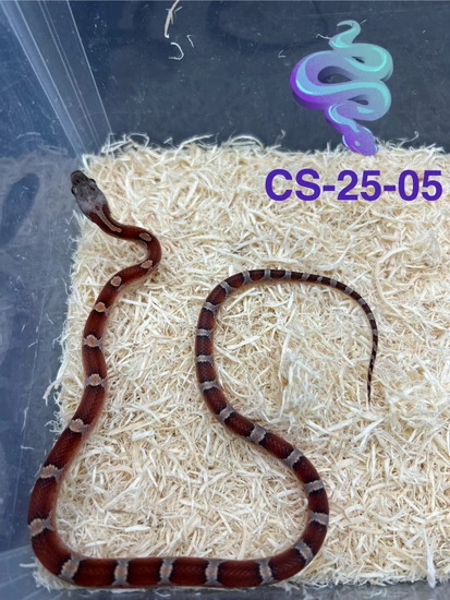 Diffused Sunkissed Pied Poss Het Charcoal Corn Snake by Rascal Reptiles