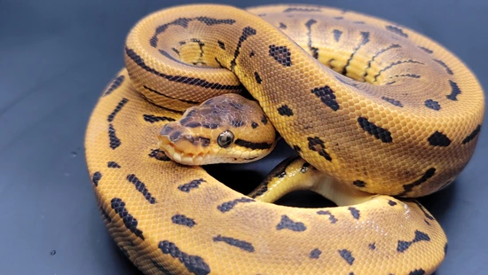 AAA Leopard Pinstripe Het Clown Pos Crypton Ball Python by Seventh ...