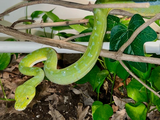 Female Sorong Green Python Green Tree Python by Herpetoculture Info