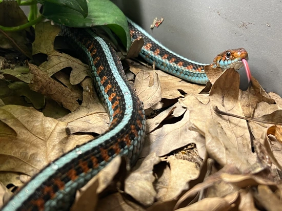 California Red-Sided Female Blue Striped! Garter Snake by ...