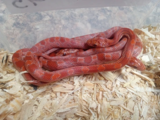 Red Coat Lava Corn Snake by Joe Peck