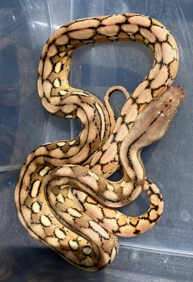 50% Super Dwarf Sun Fire Tiger Reticulated Python by Joe Ceballos