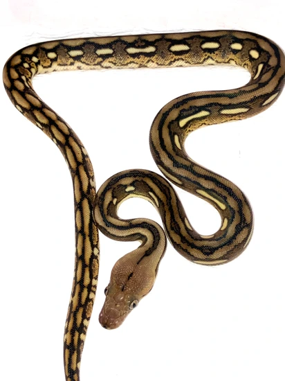 31.5 % Kalaotoa 25% Jampea Tiger DH Pied/ Albino Reticulated Python by ...