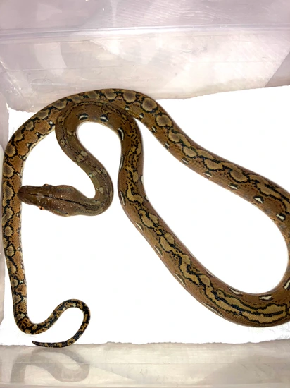 Male Super Dwarf/ Dwarf Double Het Pied/albino Reticulated Python by ...