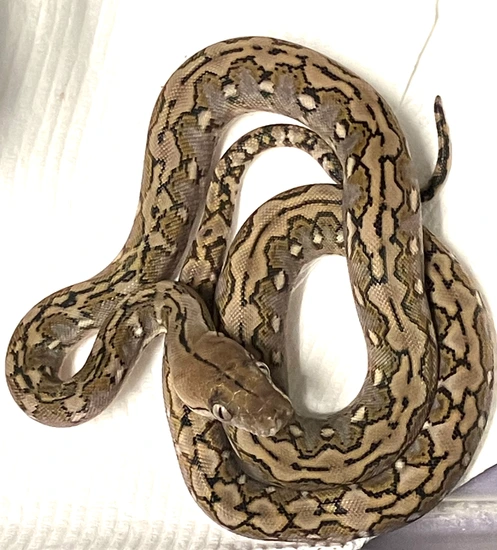 100% Super Dwarf Sliver Phase Kalaotoa Reticulated Python by Joe Ceballos