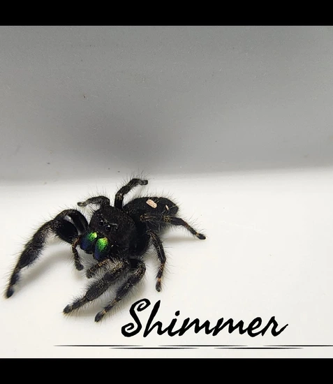 Phidippus Audax - Unsexed Sub-Adult - "Shimmer" Jumping Spider by ...