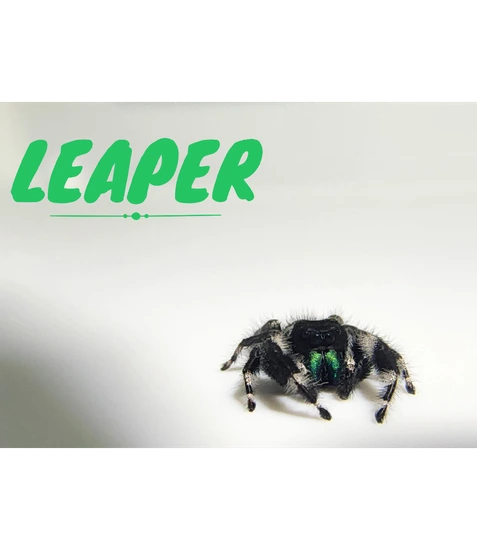 Phidippus Audax Bryantae - Male - "Leaper" Jumping Spider by Legacy Exotics