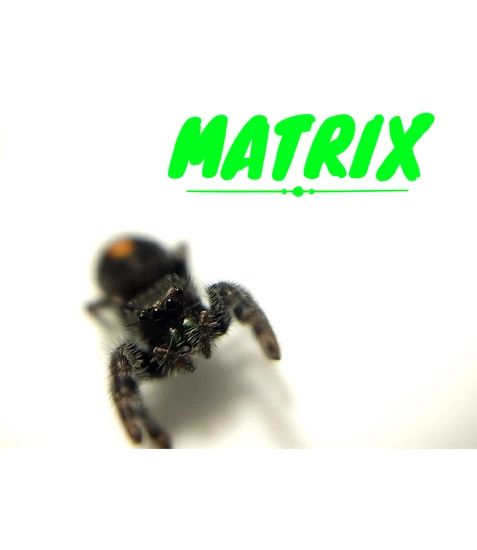 Phidippus Audax - Unsexed Juvenile - "Matrix" Jumping Spider by Legacy ...
