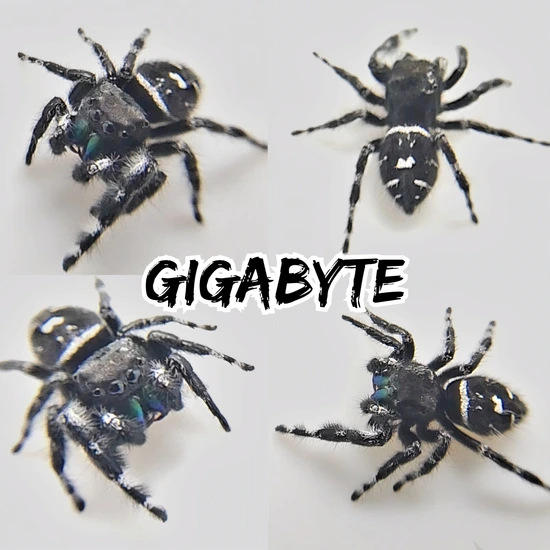 "Gigabyte" Phidippus Audax - SubAdult Male Jumping Spider by Legacy Exotics