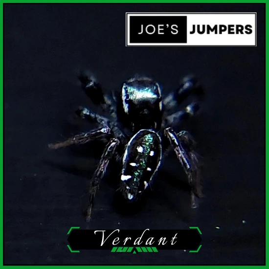 "Verdant" Paraphidippus Aurantius - Male *Rare* Jumping Spider by ...