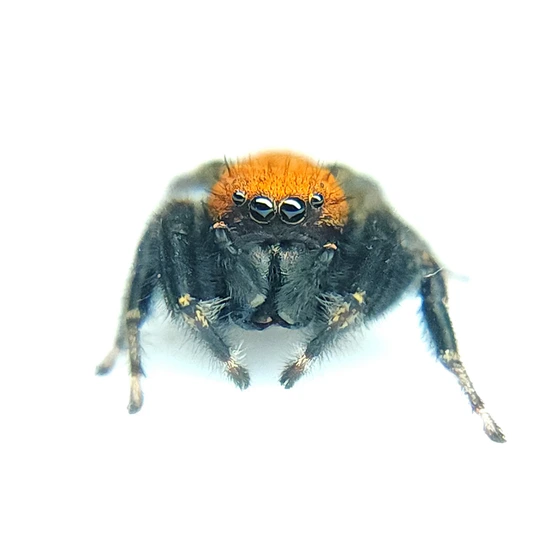 Phidippus Cardinalis Male Jumping Spider by Legacy Exotics