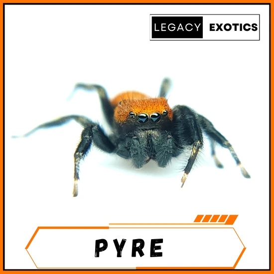 "Pyre" Phidippus Cardinalis - Male Jumping Spider by Legacy Exotics