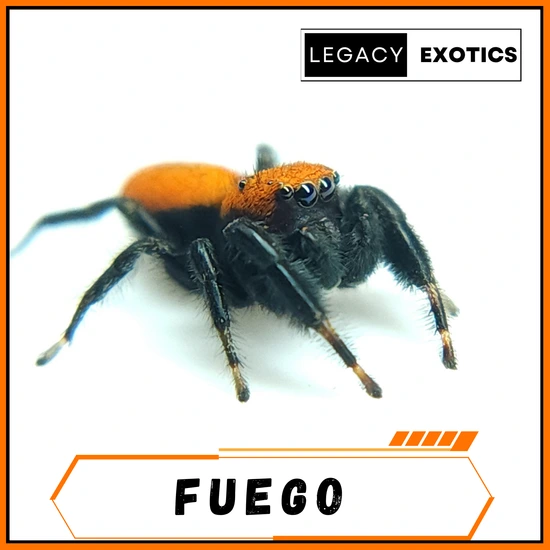 "Fuego" Phidippus Cardinalis - Male Jumping Spider by Legacy Exotics