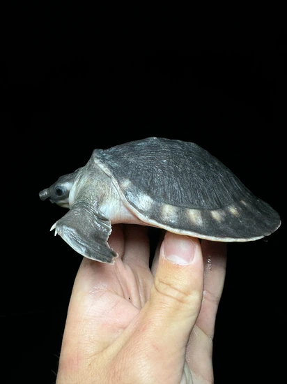 5-6” Fly River Turtle by AquaTerra Exotic Pets