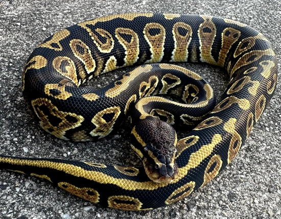 Blitz Hurricane Trick Het Pied Ball Python by Cross Bones Ball Pythons