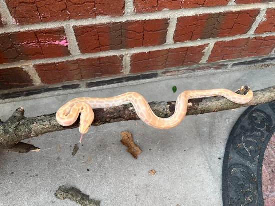 Pearl Burmese Python by Anaconda_keeper