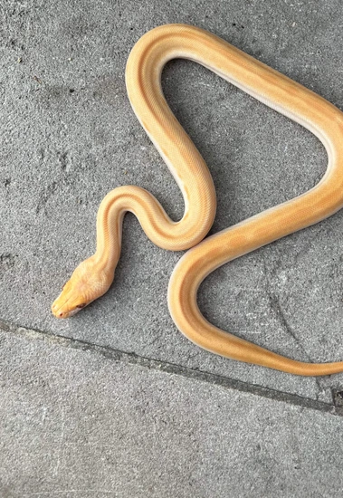 Albino Green Burmese Python by Anaconda_keeper
