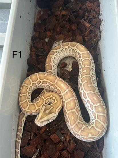 Hypo Free Shipping Burmese Python by Anaconda_keeper