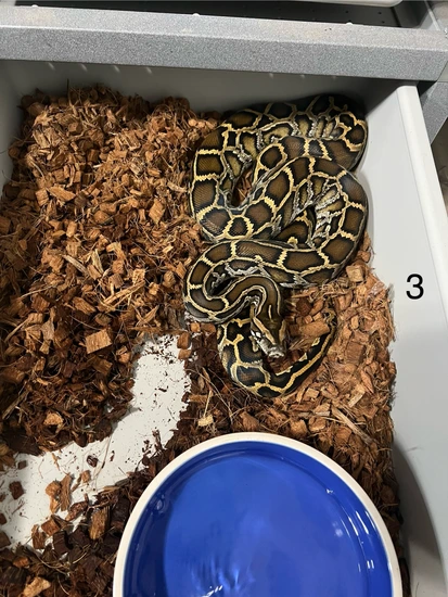 Normal Burmese Python by Anaconda_keeper