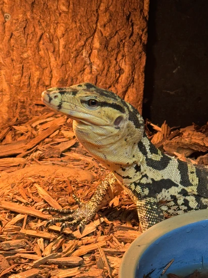 Samar Water Monitor (Philippine Species) by Sim Container