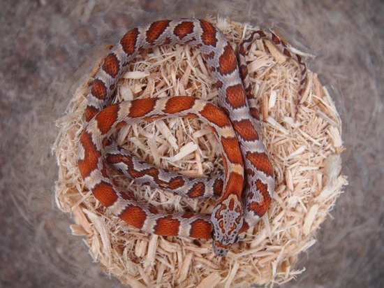 Miami Sunkissed Corn Snake by John Hannum
