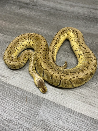 Superblast Sandblast Proven Breeder Ball Python by Black Rock Balls
